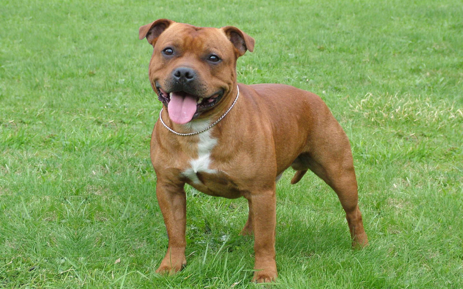 The Staffordshire Bull Terrier A Courageous Loving Family Companion